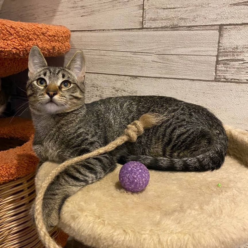 Котик в добрые руки