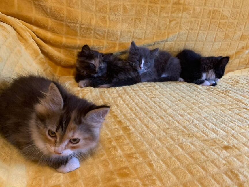 Котята в добрые руки