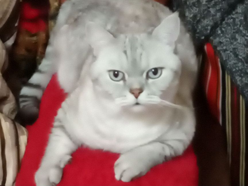 Милый кот