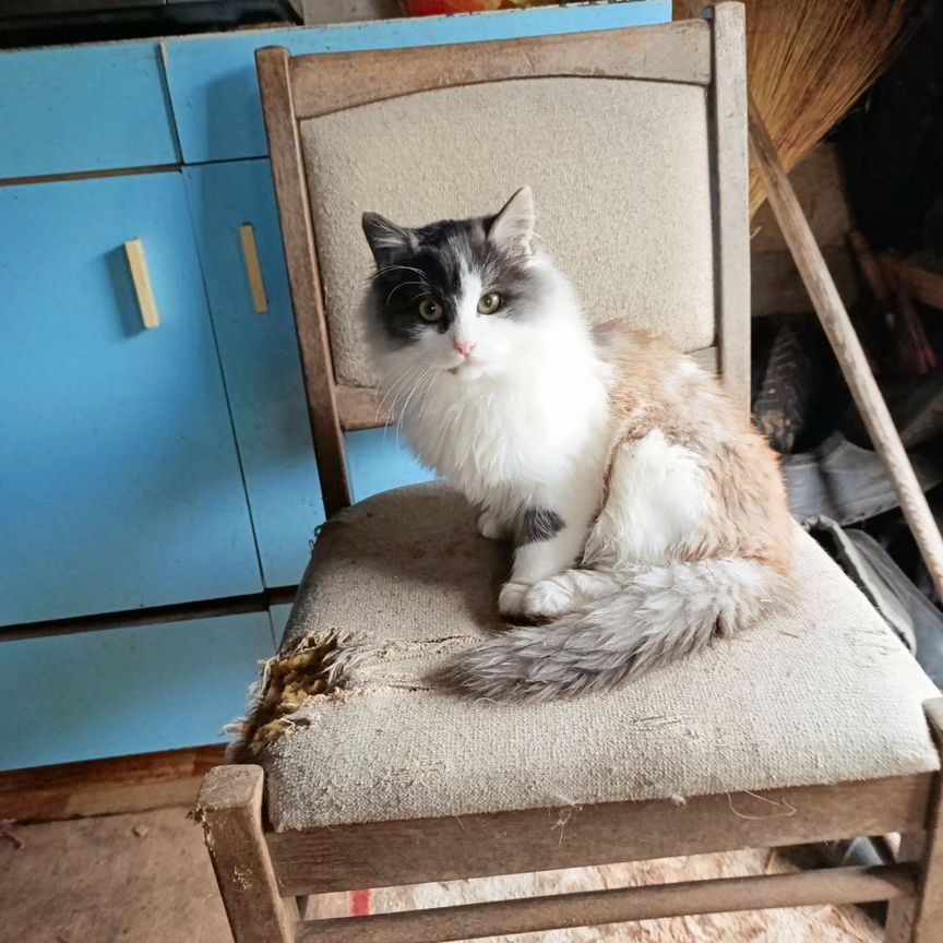 Молодой котик