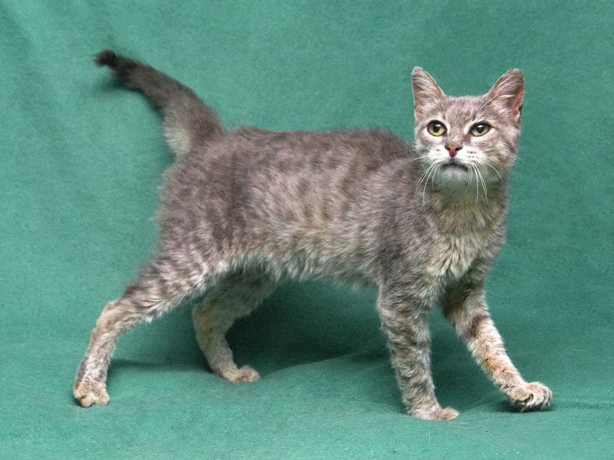 Ласковая кошечка Ксюшенька в дар