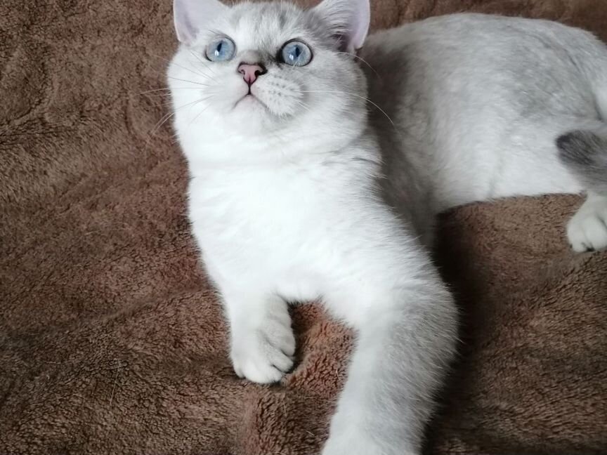 Британец Хью