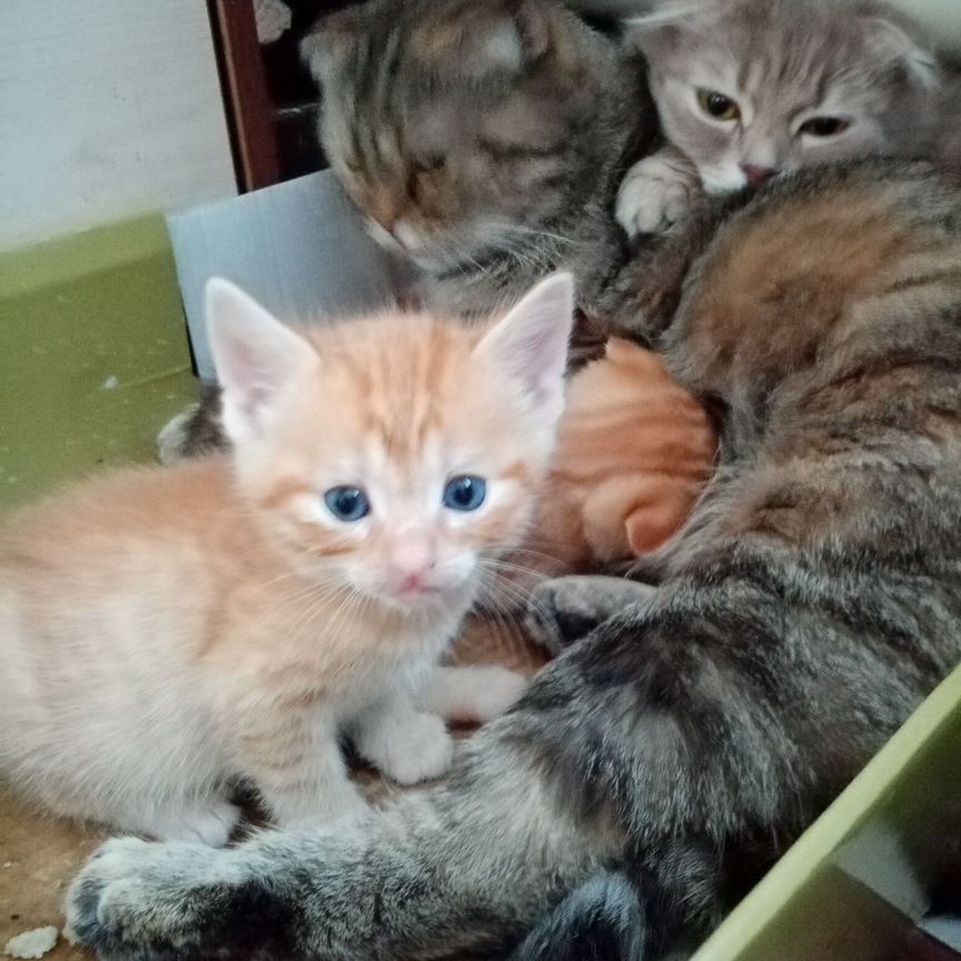 Котята
