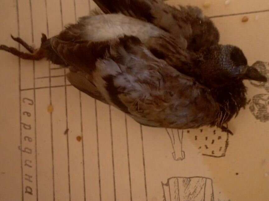 Птенец голубя