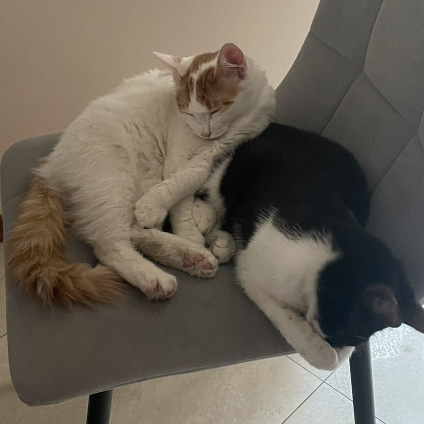 Отдаем котят в добрые руки