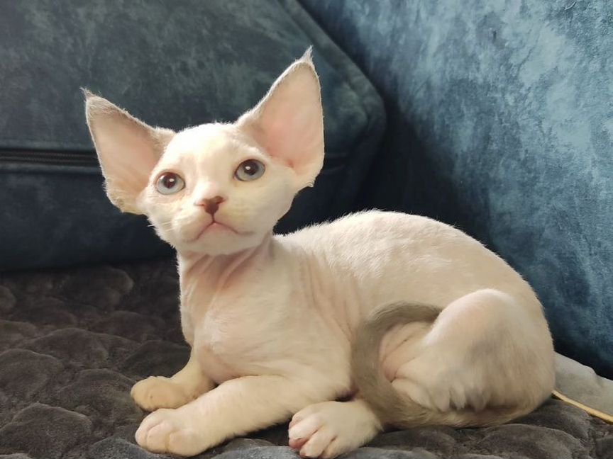 Девон-рекс кошка