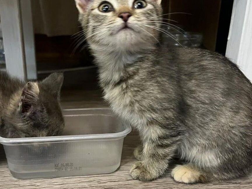 Котёнок кошка кошечка в добрые руки