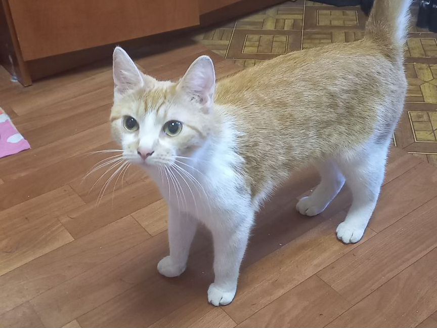 Кошка Ева очень ласковая