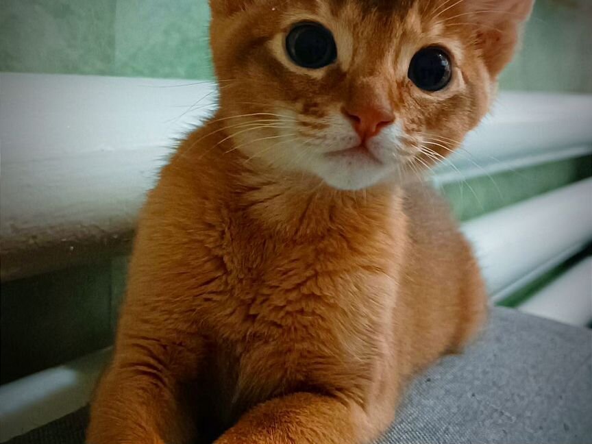 Абиссинская