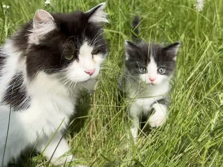 Котята в добрые руки