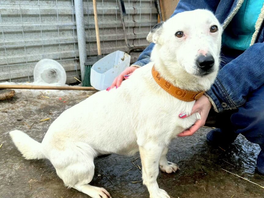 Небольшая белая собачка ищет мам-пап