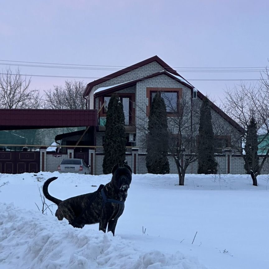 Собака Кане корсо