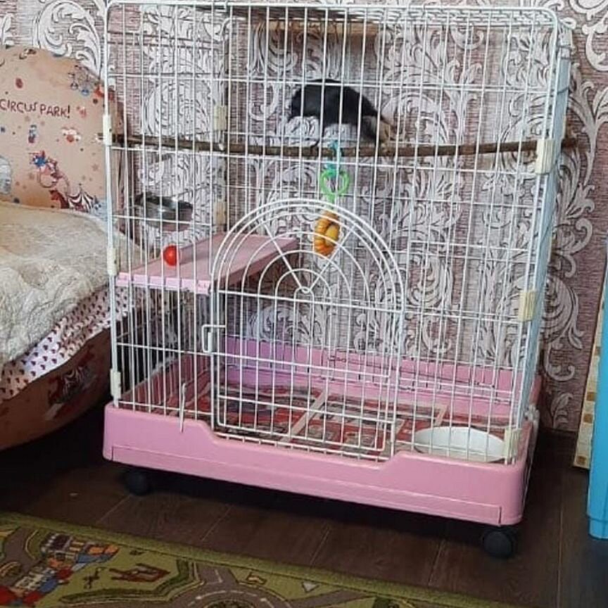 Клетка