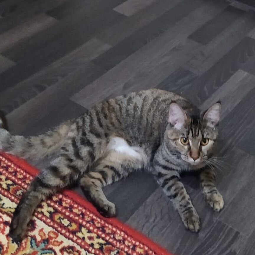 Отдадим в очень добрые руки кошечку