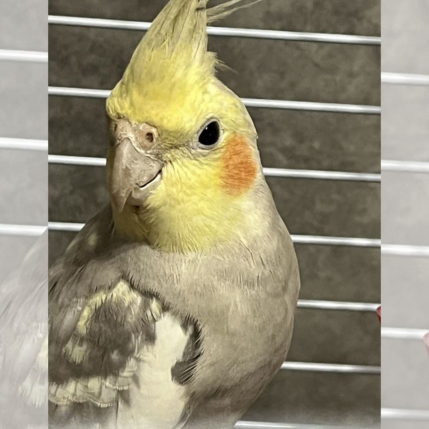 Попугай корелла с клеткой