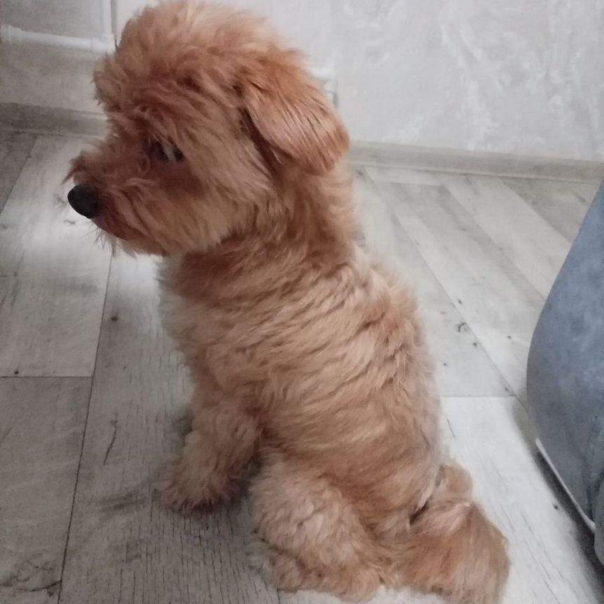 Собака мальтипу