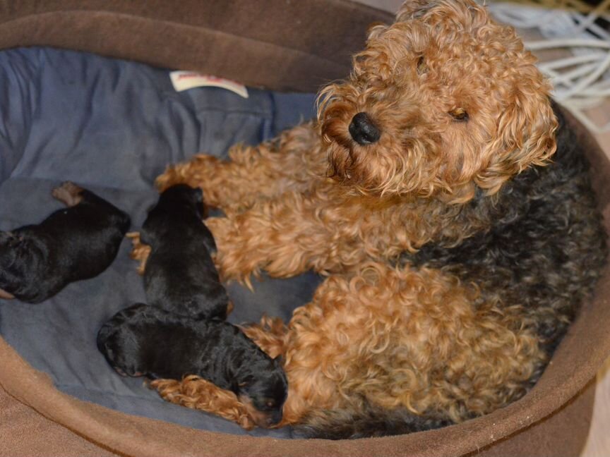 Вельш терьер