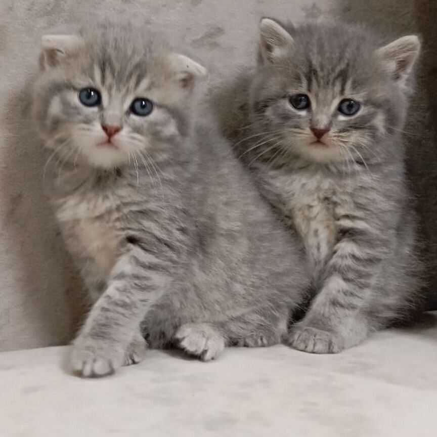 Котёнок от частного владельца