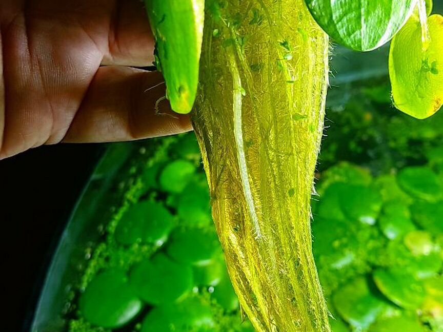 Лимнобиум для аквариума