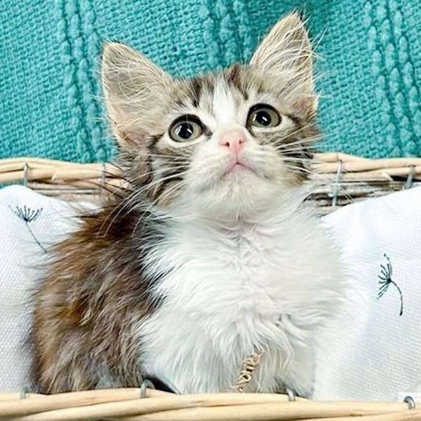 Очаровательный котёнок девочка ищет дом