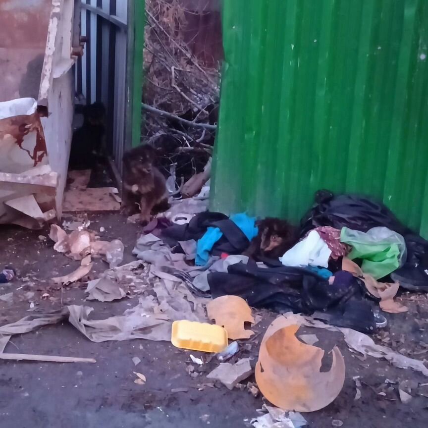 Щенки на мусорке в добрые руки