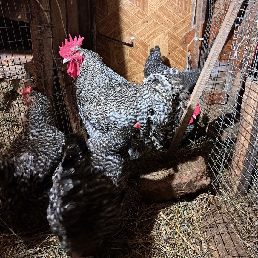 Продам яйцо