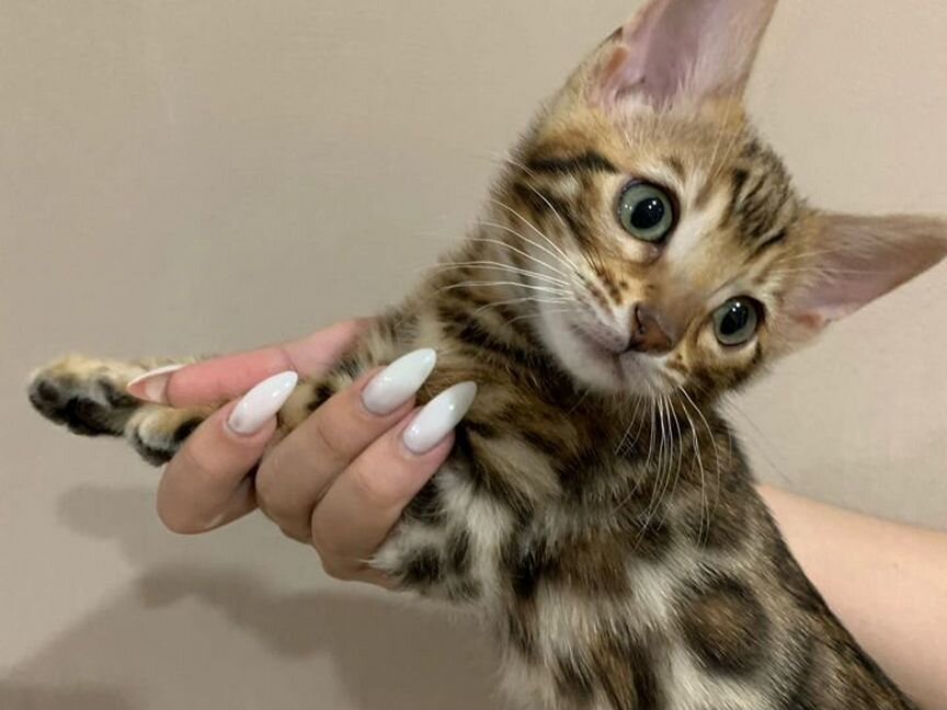 Бенгальские котята