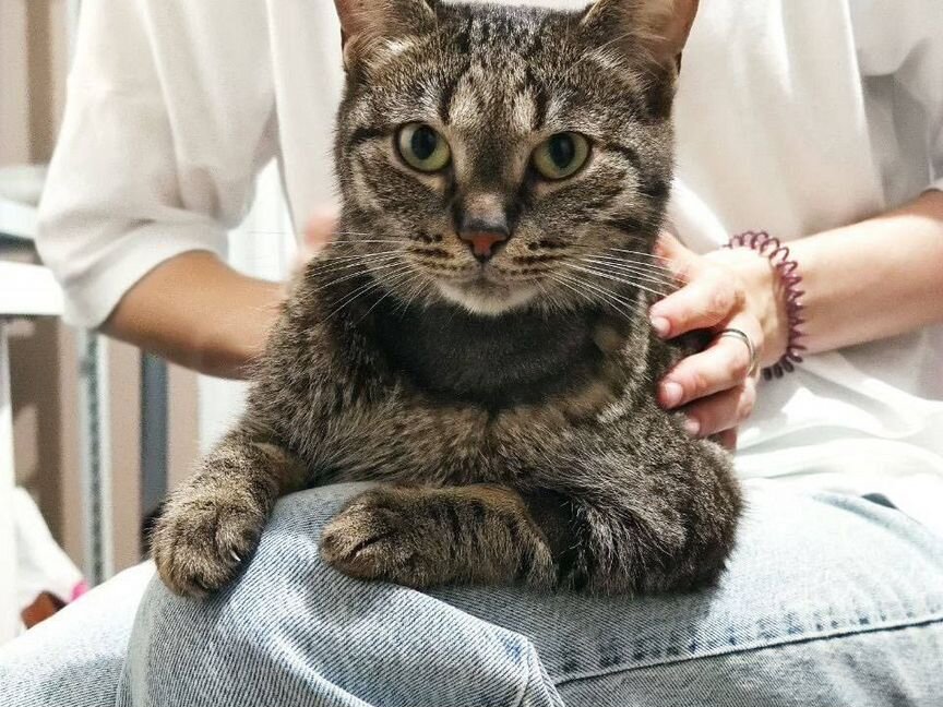 Ласковые коты и кошки в добрые руки