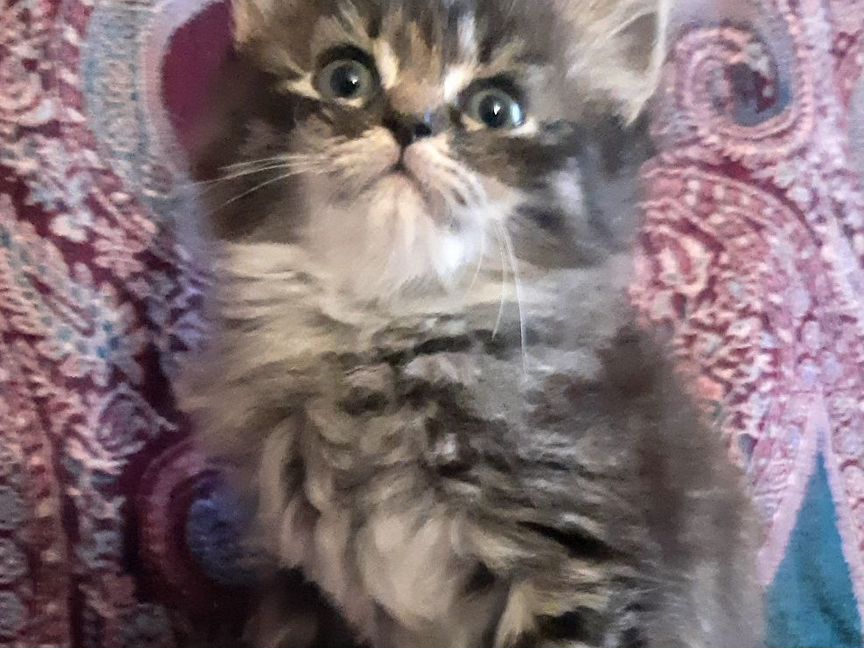 Сибирские котята. Крупные мальчики - пушистики