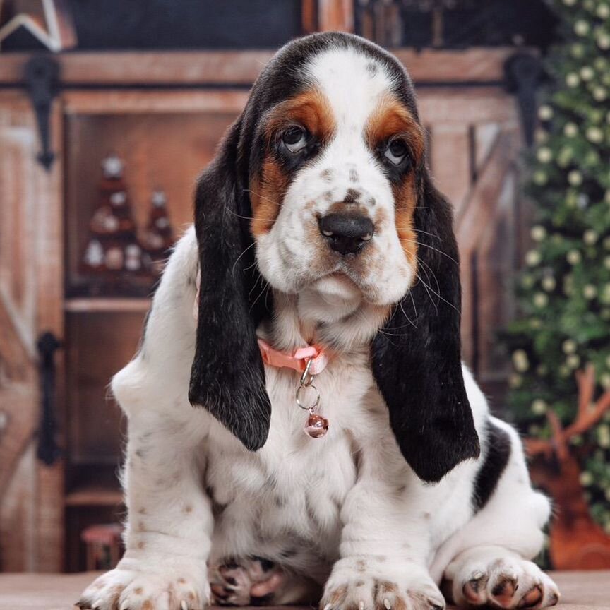 Щенки бассет хаунд