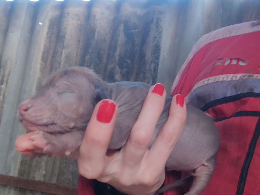 Щенки бесплатно