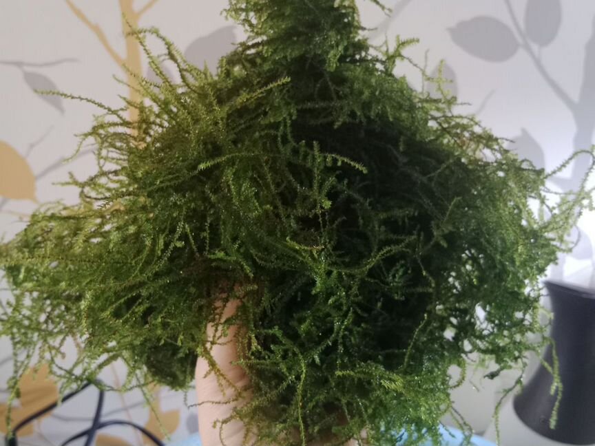 Яванский мох