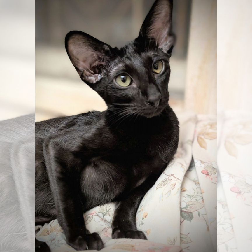 Ориентальный котёнок