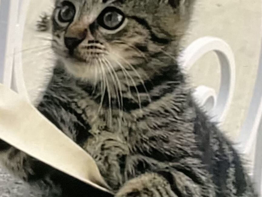 Котята полосатики Патапуф и Тиффани