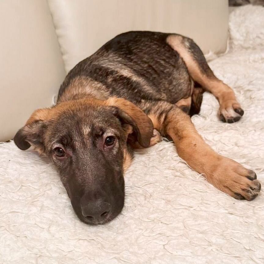 Щенок в добрые руки