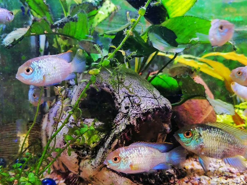 Наннакара неоновая