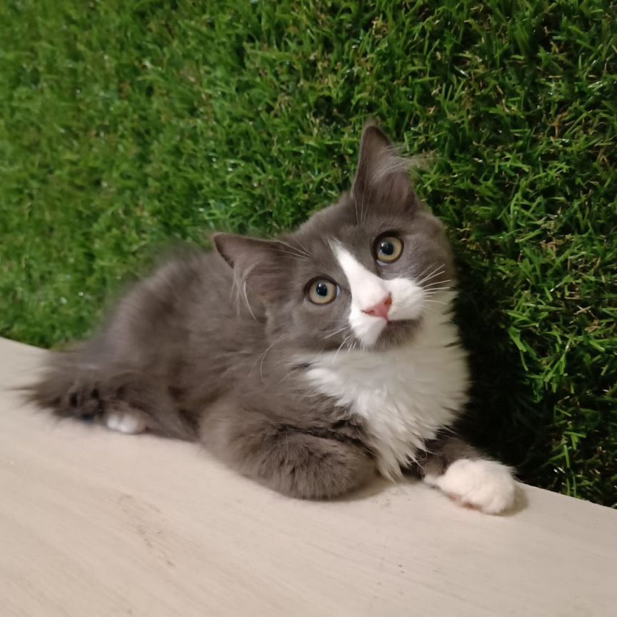 Котенок девочка в добрые руки