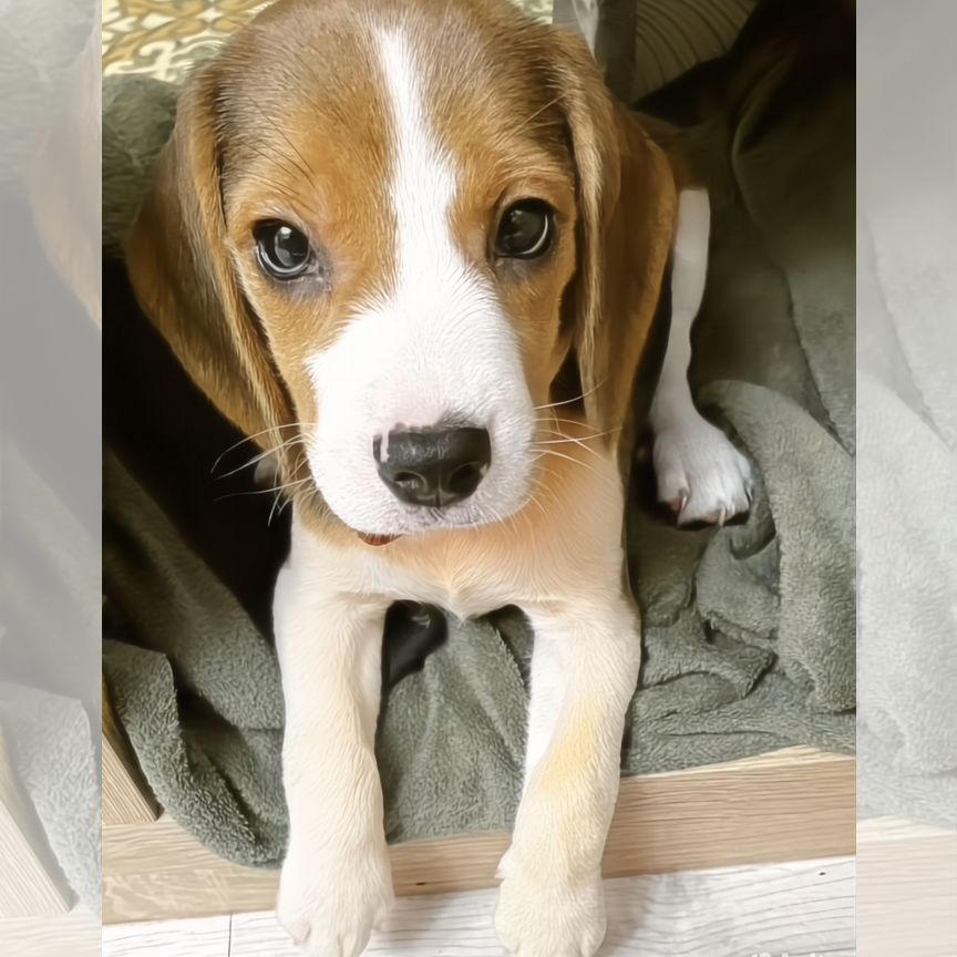 Бигль, щенок