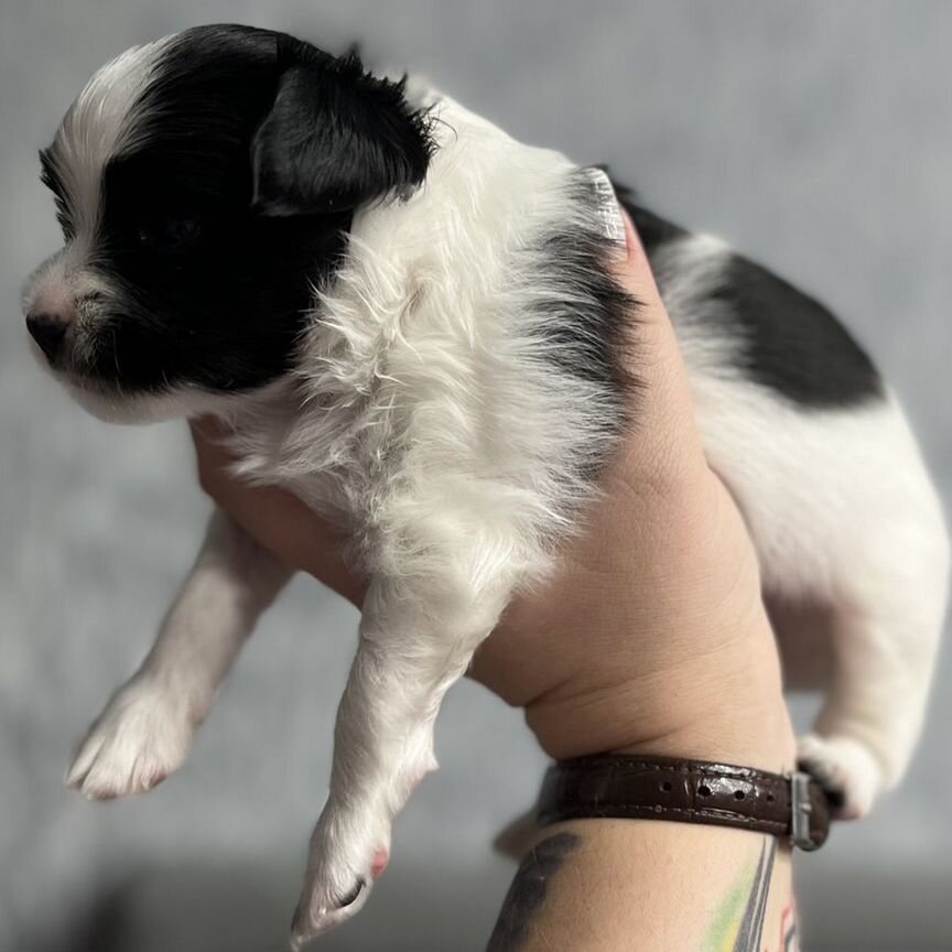 Континентальный той-спаниель папильон, щенок