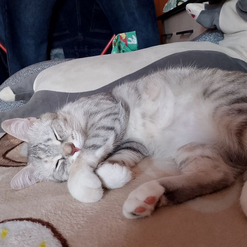 Кошечка в добрые руки бесплатно