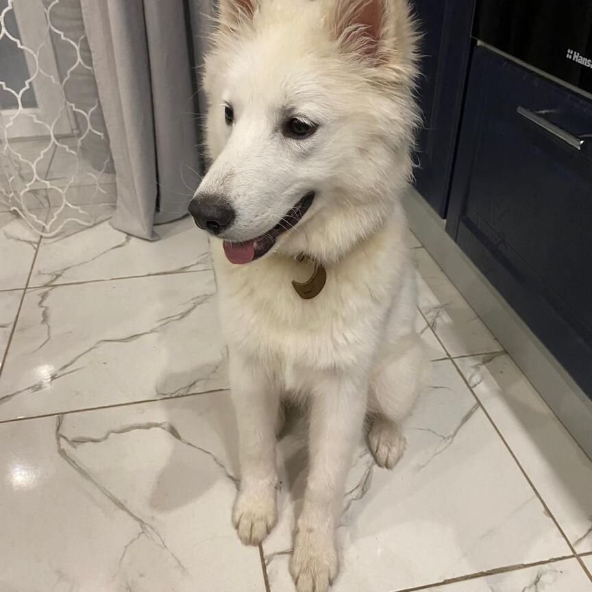 Самоед в добрые руки