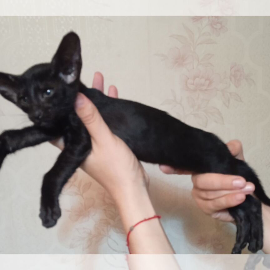 Ориентальные котята