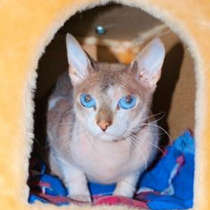 Пристрою кота