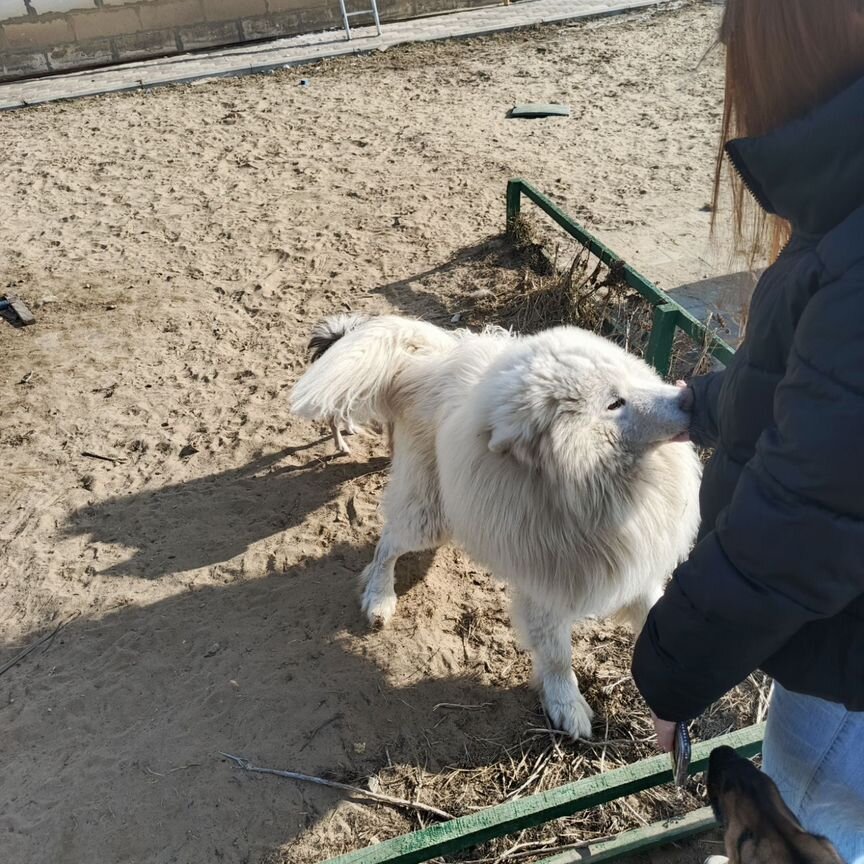 Самоед отдам в хорошие руки