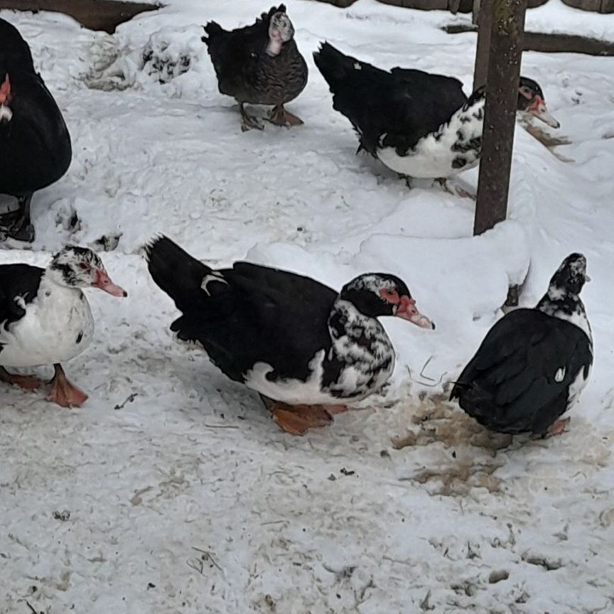 Мускусные утки, индоутки