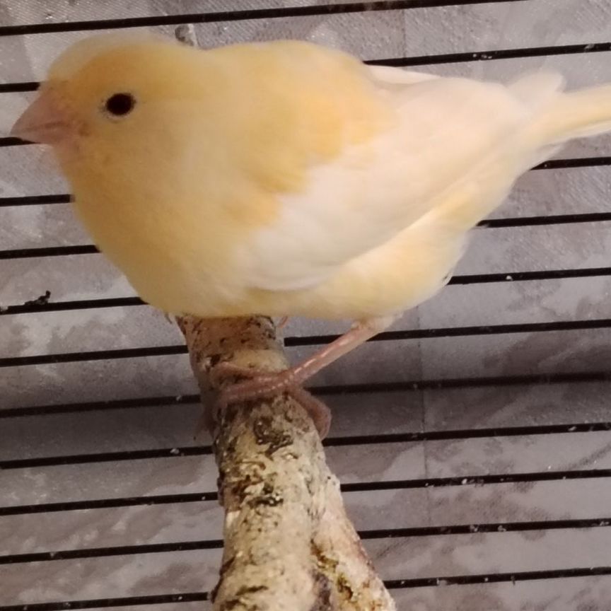 Канарейки. Птенцы