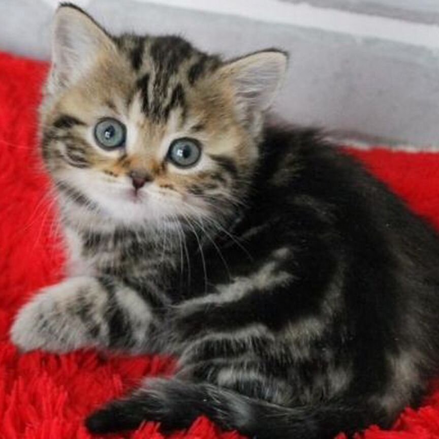 Шотландский прямоухий короткошёрстный котёнок