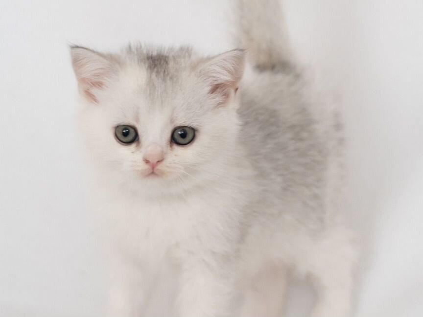 Короткошерстная британка бело-серого окраса