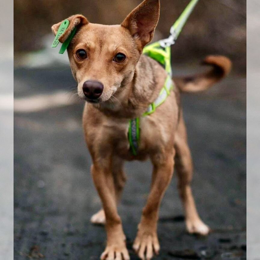 Взрослая собака в добрые руки