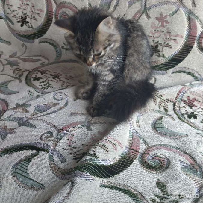 Отдам бесплатно кота(Котëнок)